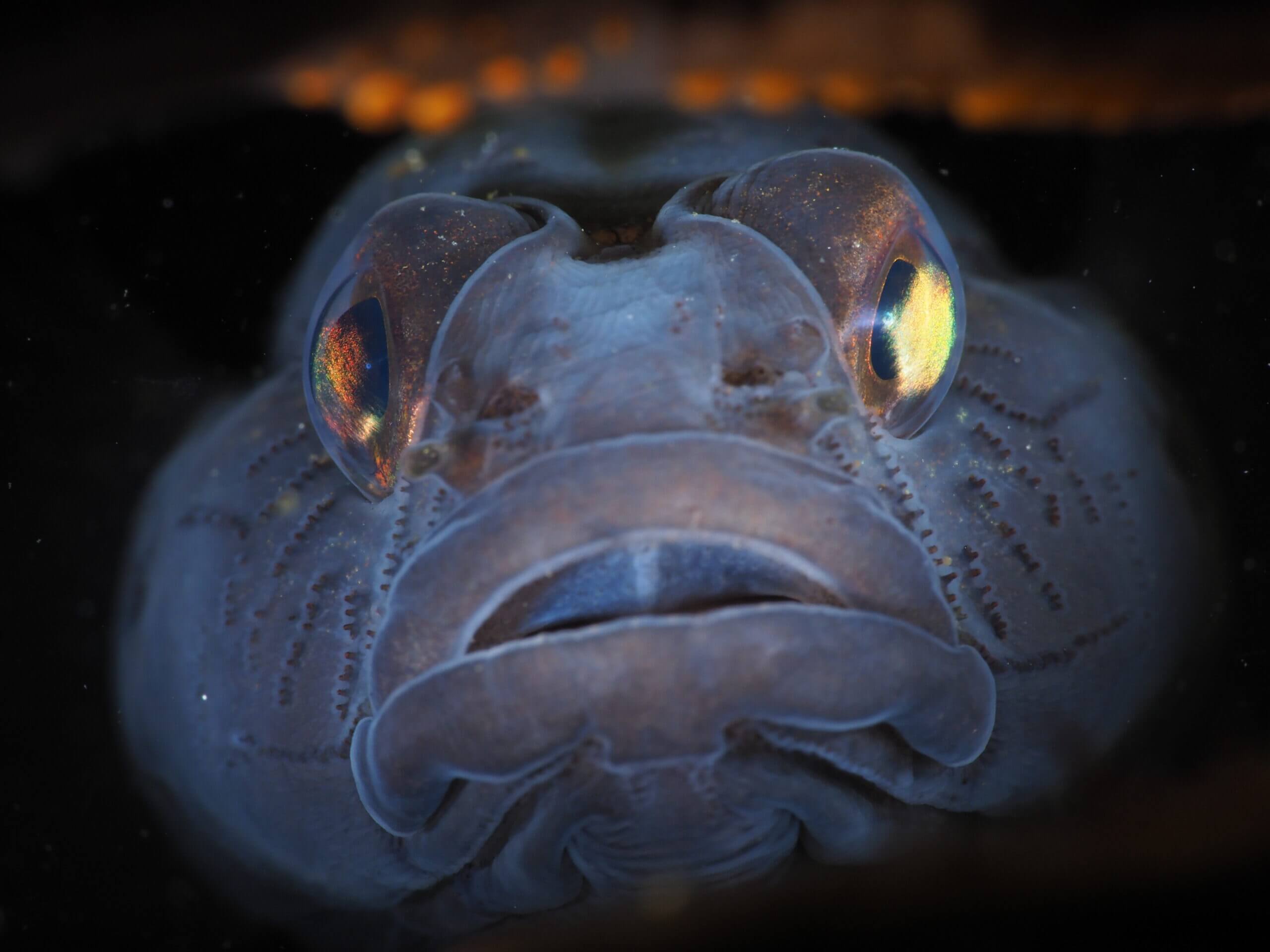 Online ontknoping van het ONK Onderwaterfoto- en -videografie ...